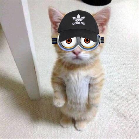 El gato Эль гато | Миньоны, Животные, Кот