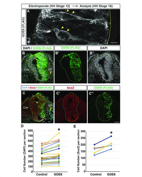 Gde6 Overexpression Induces Neural Tube Hyperplasia A C Transverse Download Scientific