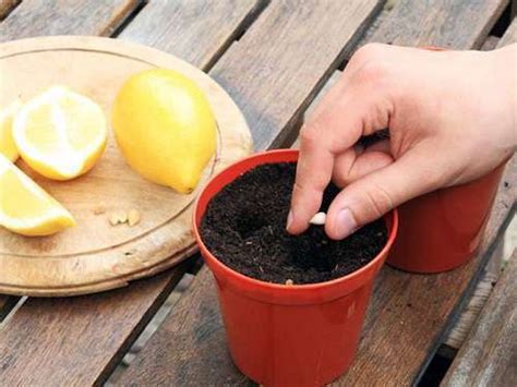 Лимонне дерево вирощування та догляд у домашніх умовах