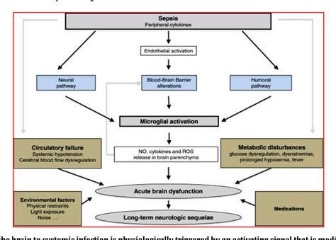 Figure 5 From An Updates On The Sepsis Causing Multiple Organ