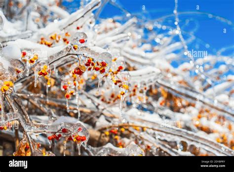 Tree Branches With Red Orange Berries Covered With Sparkling Snow And Ice Shining On The Blue