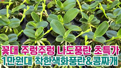 꽃대 주렁주렁 나도풍란 초특가 1만원대 색화풍란and콩짜개란초심자 목석부작 선물용 얼릉 업어가세요~ 풍란부귀란 꽃밭에서 난원 젤로 착한풍란 가격 얼릉 업어가세요구독