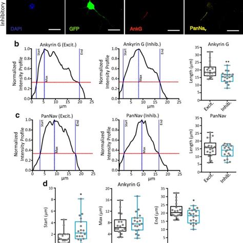 Analysis Of The Axon Initial Segment In Excitatory And Inhibitory Download Scientific Diagram