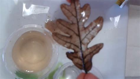 СКЕЛЕТИРОВАНИЕ ЛИСТЬЕВ Простой способ Как сделать скелетон Листья Тичино Youtube