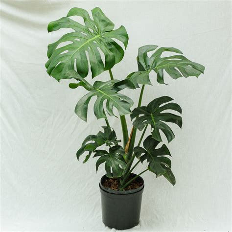 Monstera Deliciosa Silver Cloud
