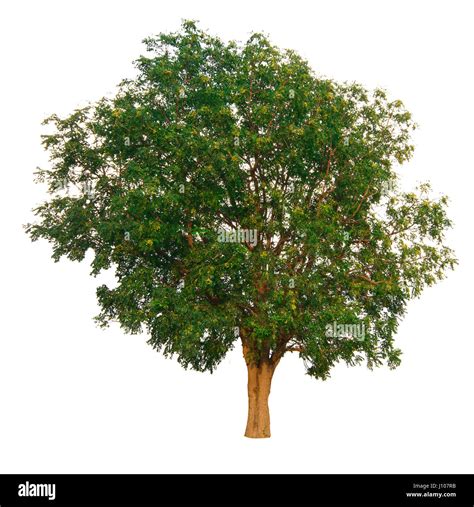 The Tree Branch Isolated On White Background Stock Photo Alamy
