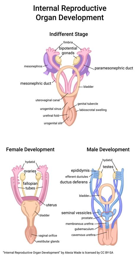 Homologous Structures In The Male And Female Integrated Human Anatomy