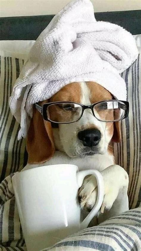 Dogs Mood Galery Funny Dogs Dogs Cute Good Morning Quotes