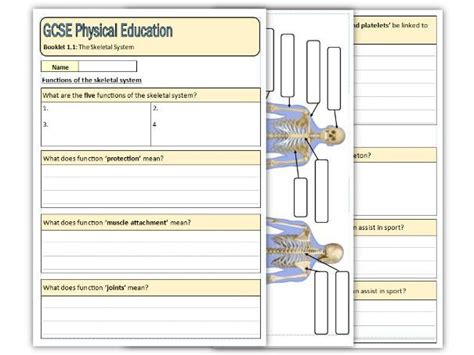 Gcse Pe Skeletal System 11 Teaching Resources