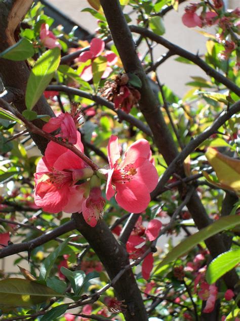 Maces By Tree3 On Deviantart