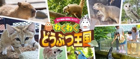 白樺リゾート 池の平ファミリーランド公式HP 白樺湖の遊園地