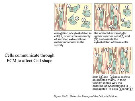 Ppt Cell Environment Interaction Outside In Powerpoint Presentation Id4316240