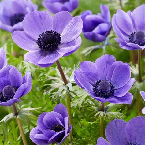 Types Of Anemone Flowers Japanese Anemone Propagation Care