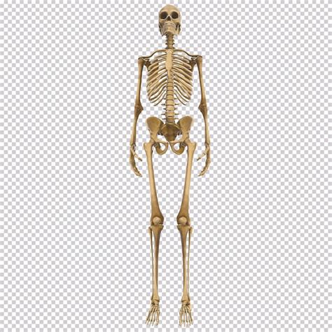Premium Psd Clean And Realistic 3d Human Body Skeleton