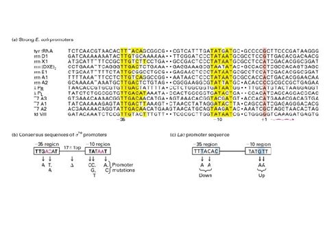 Transcription 5 3 Direction Rna Polymerase Consensus Sequence