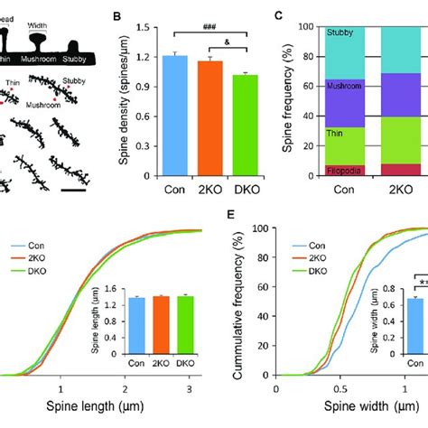Structural Analysis Of Dendritic Spines Golgi Impregnated Dendritic Download Scientific