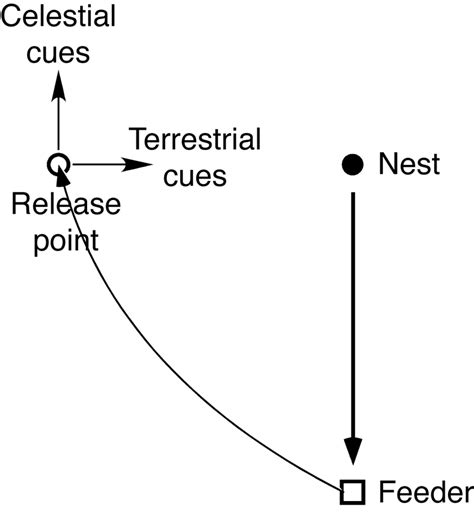 Multitasking In Navigation In Desert Ants Combining Multiple Strategies Atlas Of Science