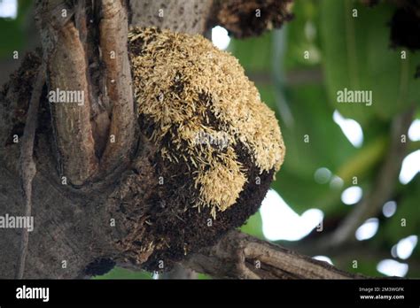 Adventitious Or Aerial Roots On Trunk And Branches Of Plumeria Tree