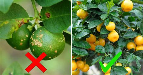 Citrus Plant Diseases Protecting Your Trees From Common Threats Complete Gardening