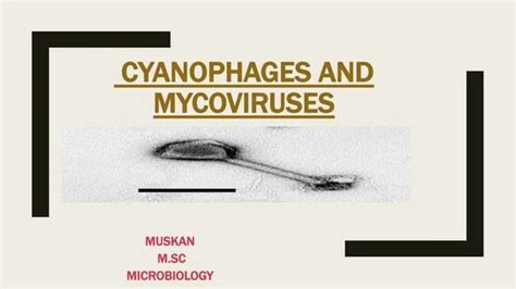 Baltimore Classification Of Viruses Presentation Pptx Biological Sciences Science