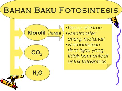 Metabolisme Fotosintesis Ppt