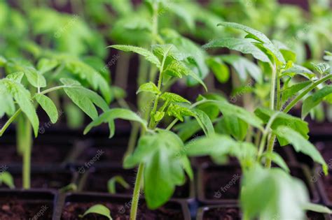 Premium Photo Seedling Of Tomato In Seedling Tray Ready To Transplant