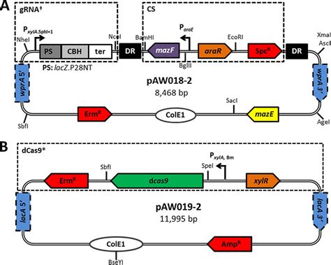 Schematic Representation Of The Grna Delivery Vector For Integration Of
