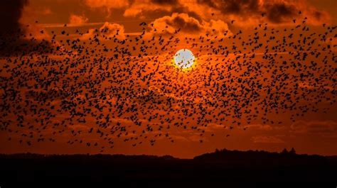 Sort Sol Kommandørgården