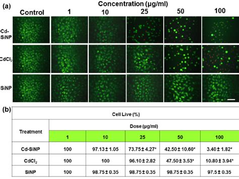 Cell Membrane Cytotoxicity Evaluation By Calcein Am Pi Staining In A549 Download Scientific