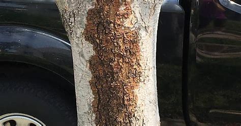 Tree Bleeding Album On Imgur