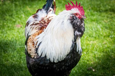 Chicken Bird Poultry Free Photo On Pixabay Pixabay