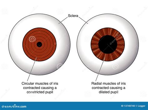Pupil Iris Cornea Diagram