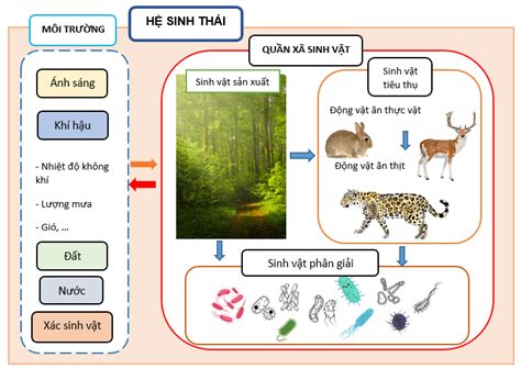 Hệ Sinh Thái Và Sinh Quyển Lý Thuyết Khoa Học Tự Nhiên 8 Ctst