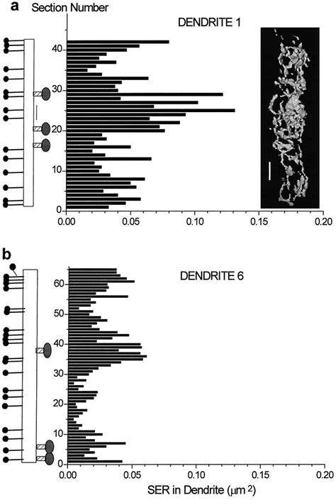 Relationship Of Ser Cross Sectional Areas To The Distribution Of