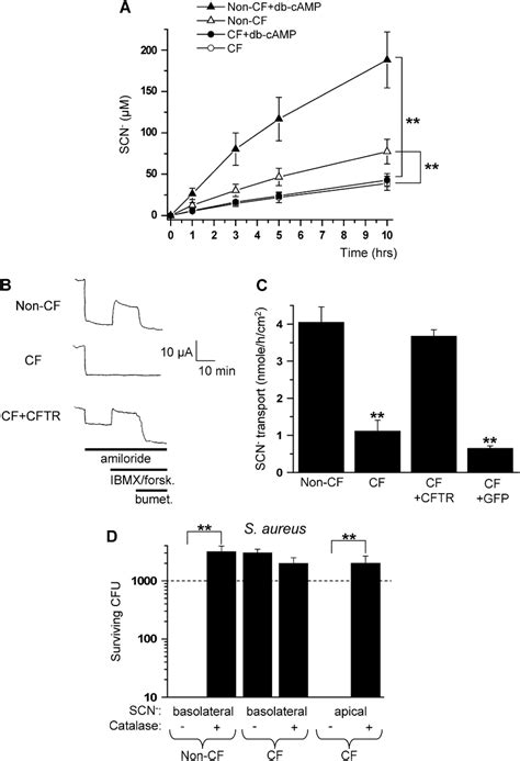 Defective Thiocyanate Scn Secretion And Diminished Hypothiocyanite