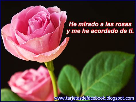 Fotos De Flores Con Poemas De Amor