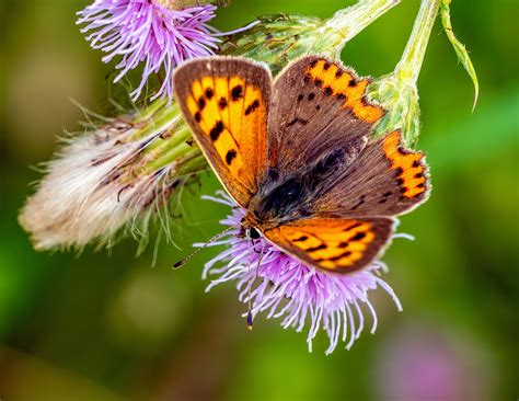 Experts In Insect Taxonomy “threatened By Extinction”