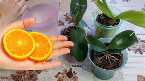 Як правильно підживити орхідею апельсином щоб буйно квітнула цілий рік