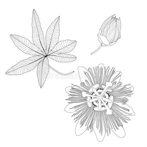 Passiflora Line Exotic Flowers And Leaves Set Stock Illustration