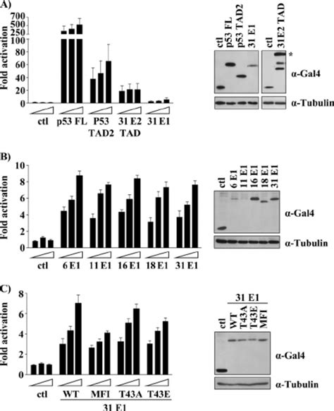 Transactivation Activity Of The E1 N Terminal Region Ntr In Mammalian