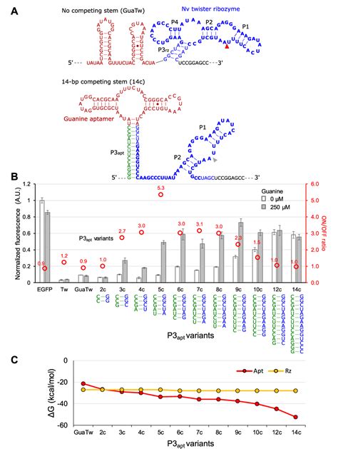 Figure 2 From Design Of Mammalian On Riboswitches Based On Tandemly Fused Aptamer And Ribozyme