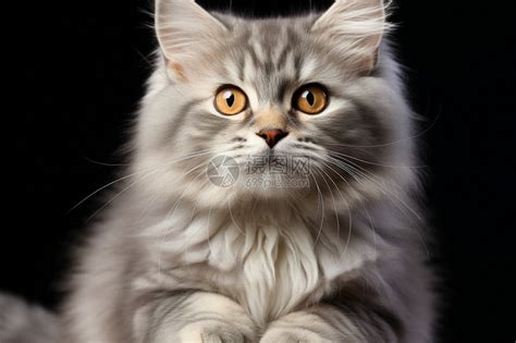 可爱的长毛猫高清图片下载 正版图片600276384 摄图网