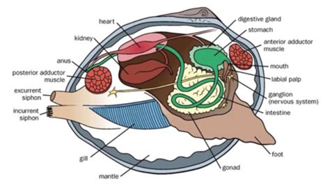 Lab Practicum 3 Flashcards Quizlet Lab Practicum 3 Flashcards Quizlet