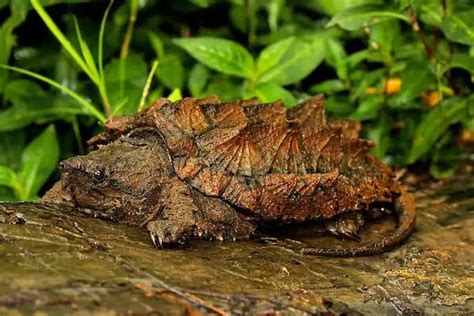 Types Of Turtles In Texas With Pictures Wildlife Informer