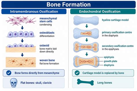 Ossification Intramembranous And Endochondral Orthovellum