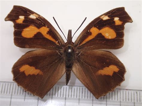 Libythea Lepita Celtoides From On May