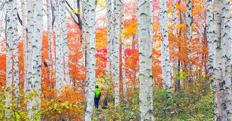 포토타임 가을 자작나무 뒤에 숨었다
