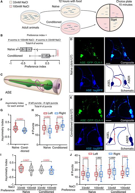 Anatomical Restructuring Of A Lateralized Neural Circuit During Associative Learning By