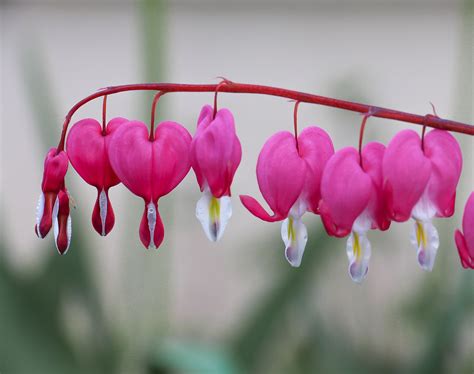 Nature Flower Plant Free Photo On Pixabay