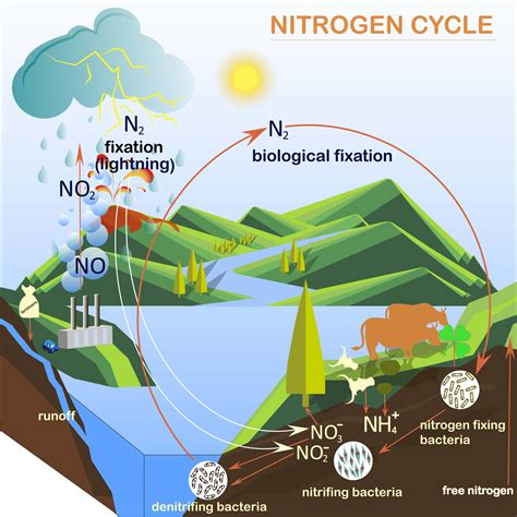 Nitrogen Fixation Diagram